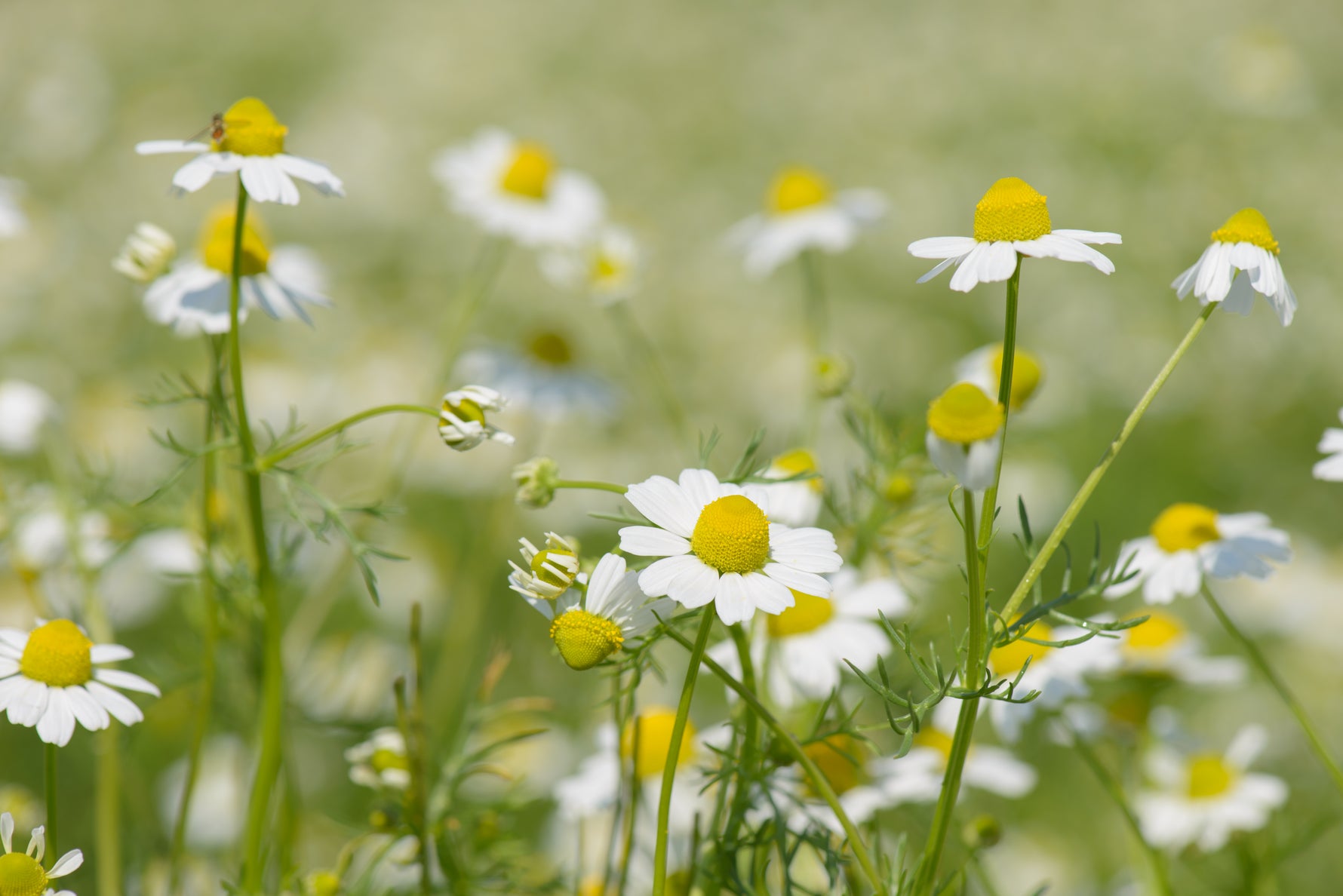 Foster Farm Botanicals | Organic Herbs & Botanicals Grown in Vermont