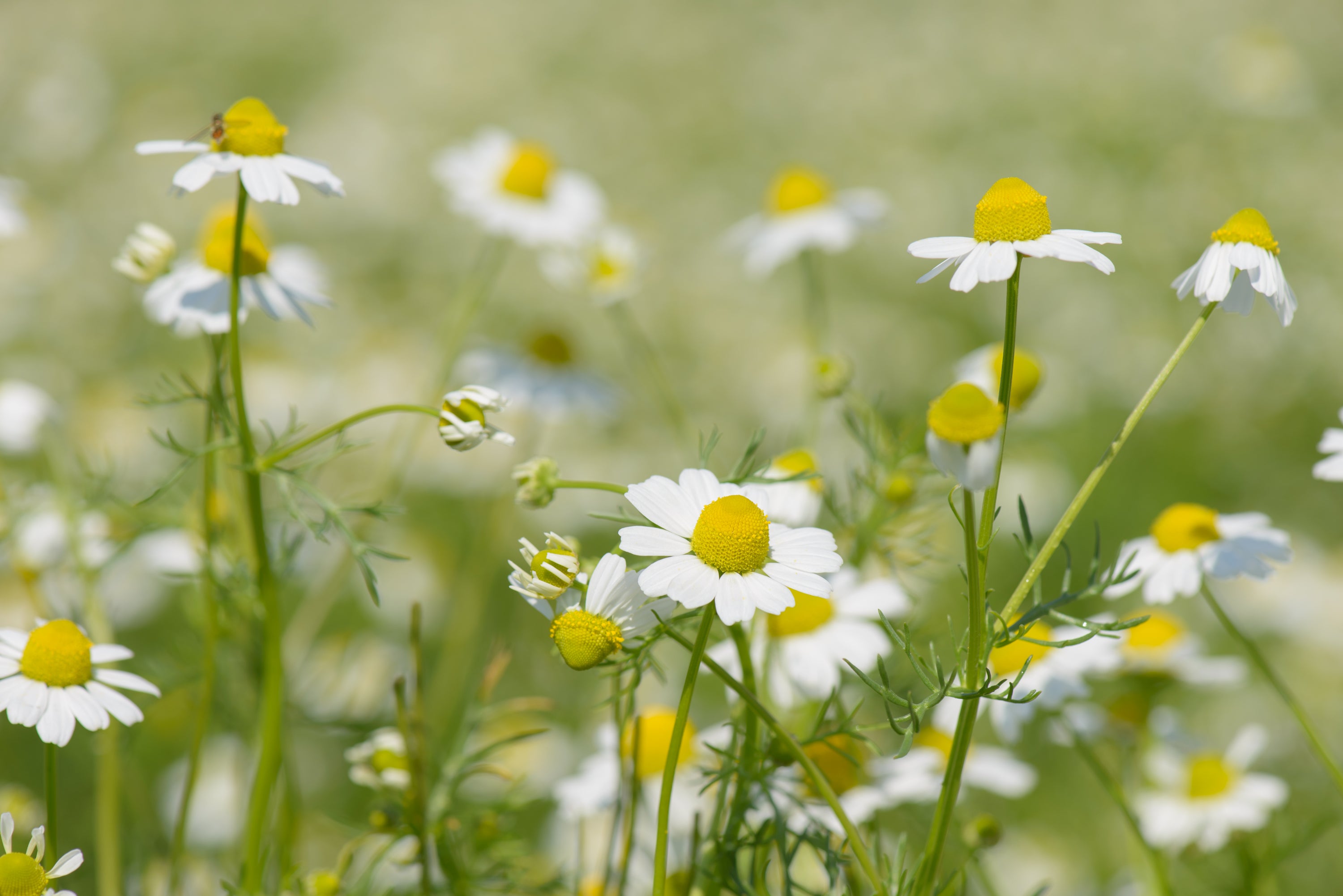 Foster Farm Botanicals | Organic Herbs & Botanicals Grown in Vermont