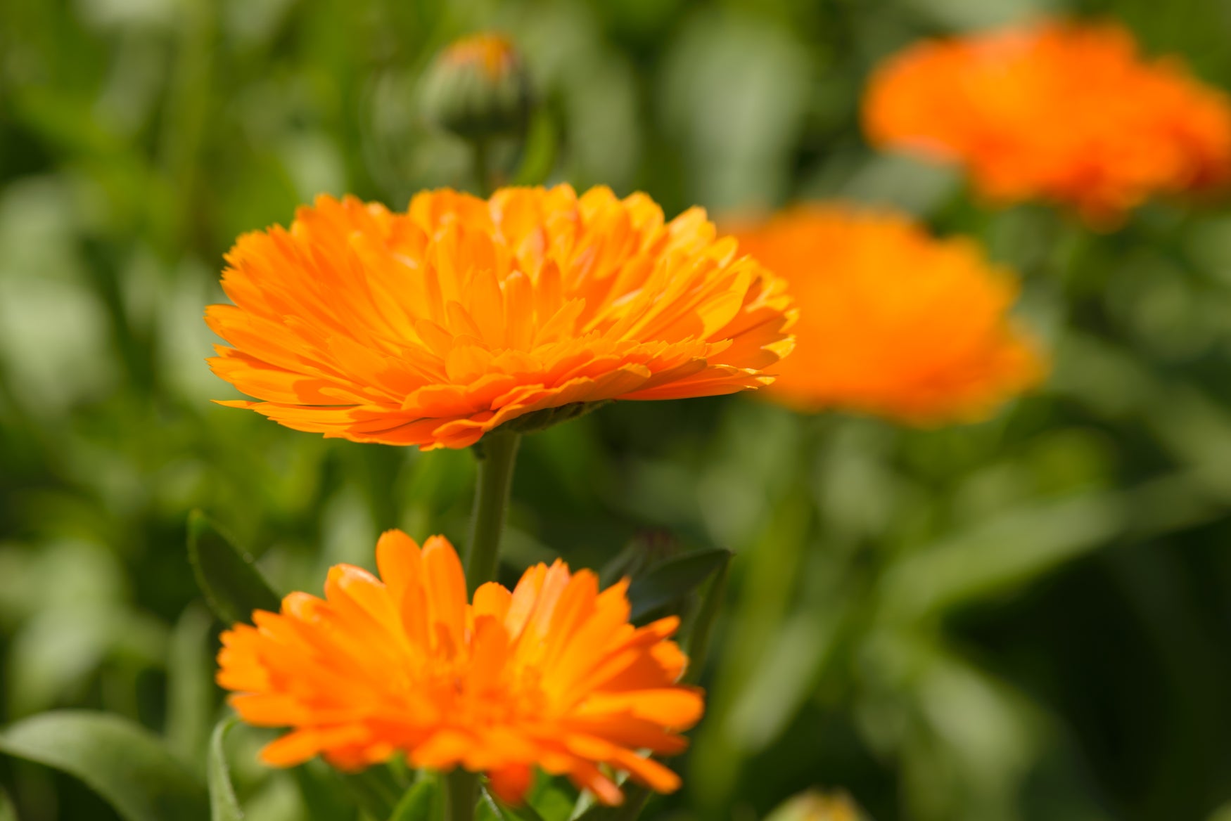 Foster Farm Botanicals | Organic Herbs & Botanicals Grown in Vermont