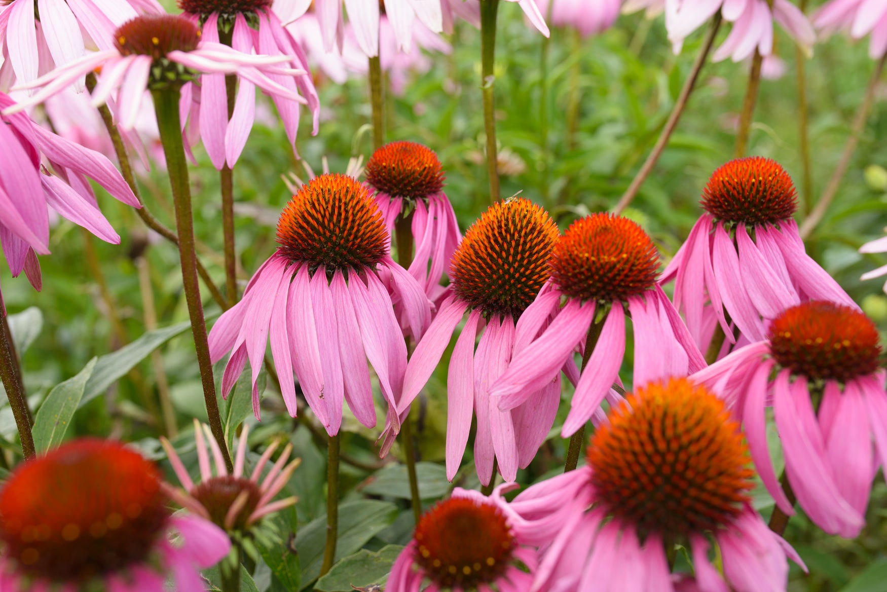 Foster Farm Botanicals | Organic Herbs & Botanicals Grown in Vermont